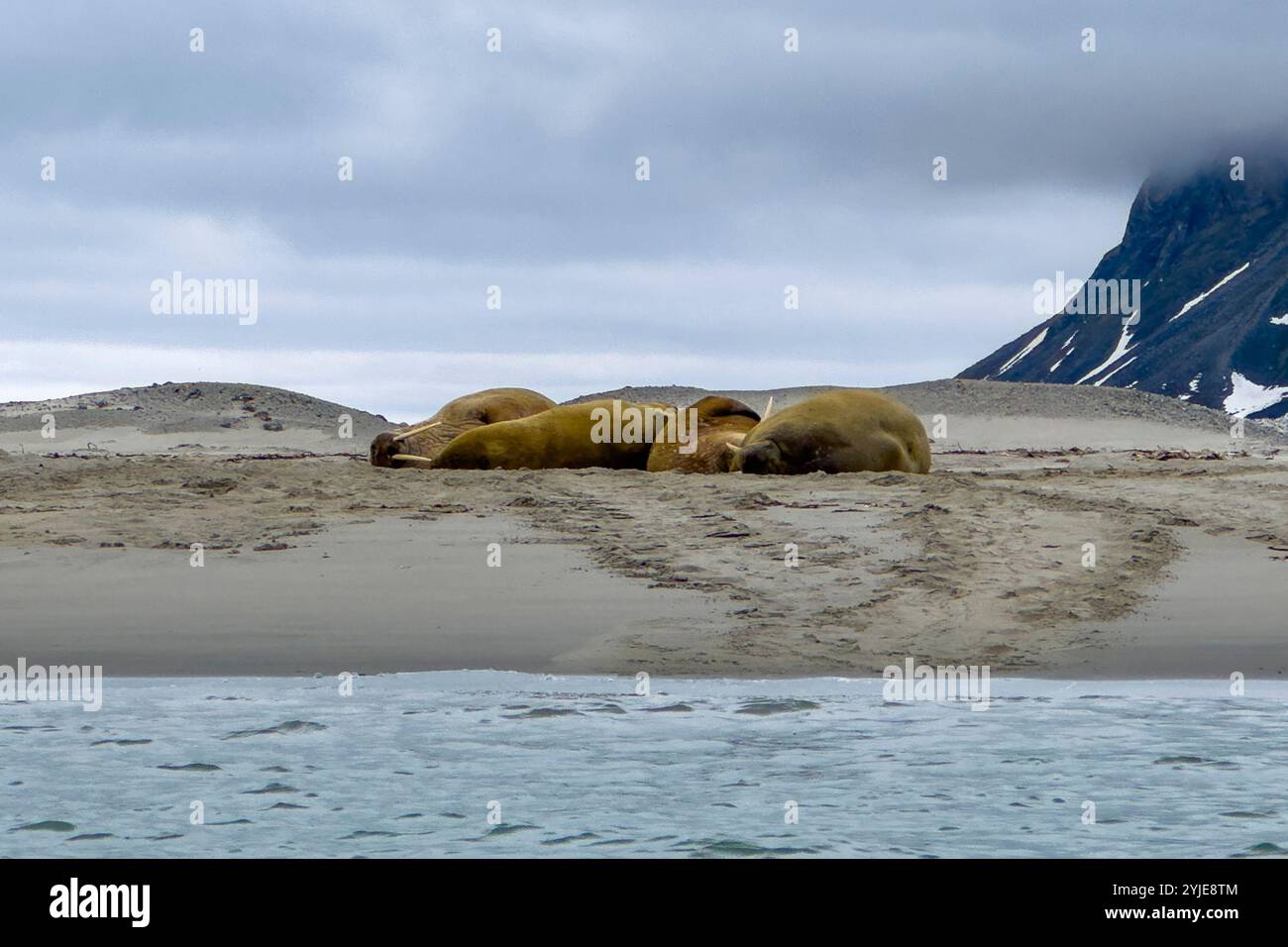 Visiting a small walrus colony in the Arctic at the Hamiltonbukta on ...