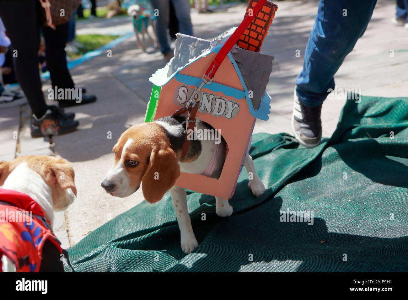 Dog costume contest in Moquegua, Peru, on November 9, 2024, featuring ...