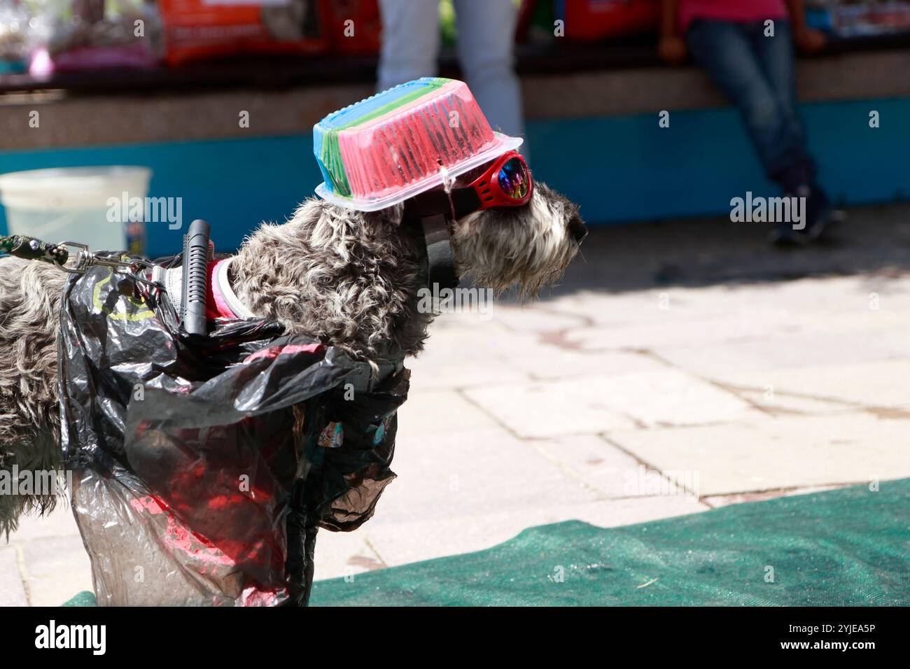 Recycled dog outfits hi-res stock photography and images - Alamy