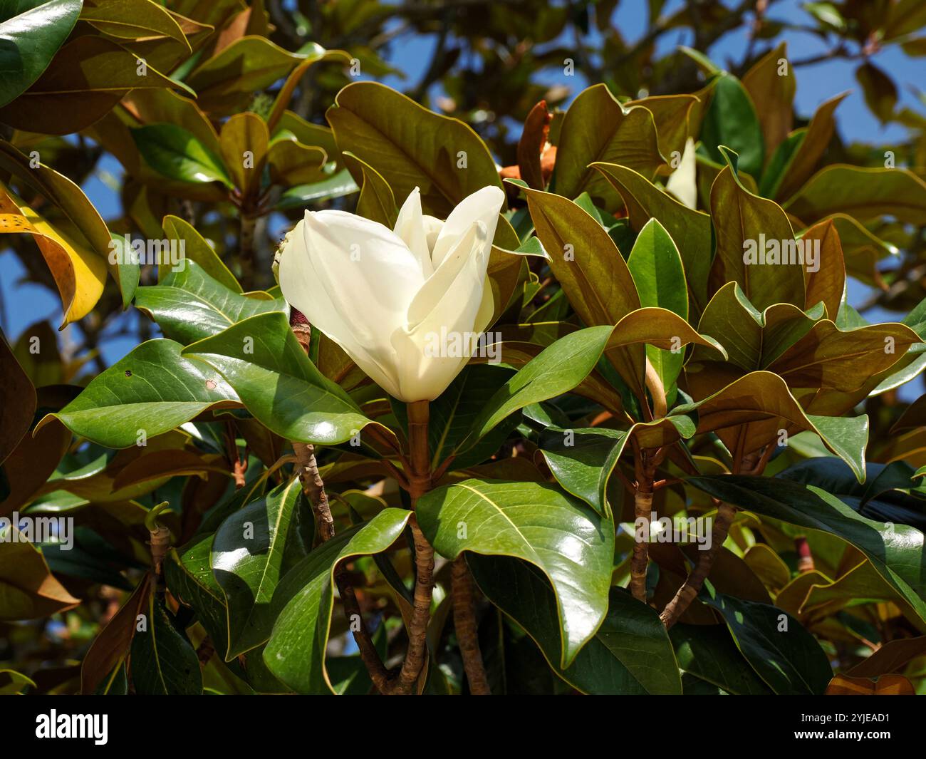 Magnolia grandiflora leaves hi-res stock photography and images - Alamy