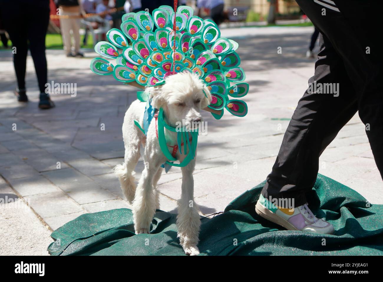 Recycled dog outfits hi-res stock photography and images - Alamy