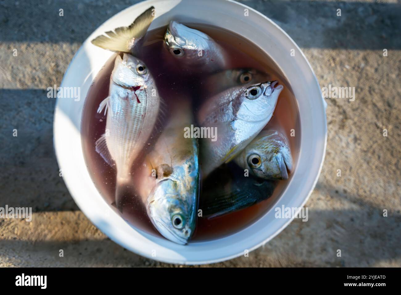 Fresh fish on bucket -Al Khobar Saudi Arabia Stock Photo - Alamy