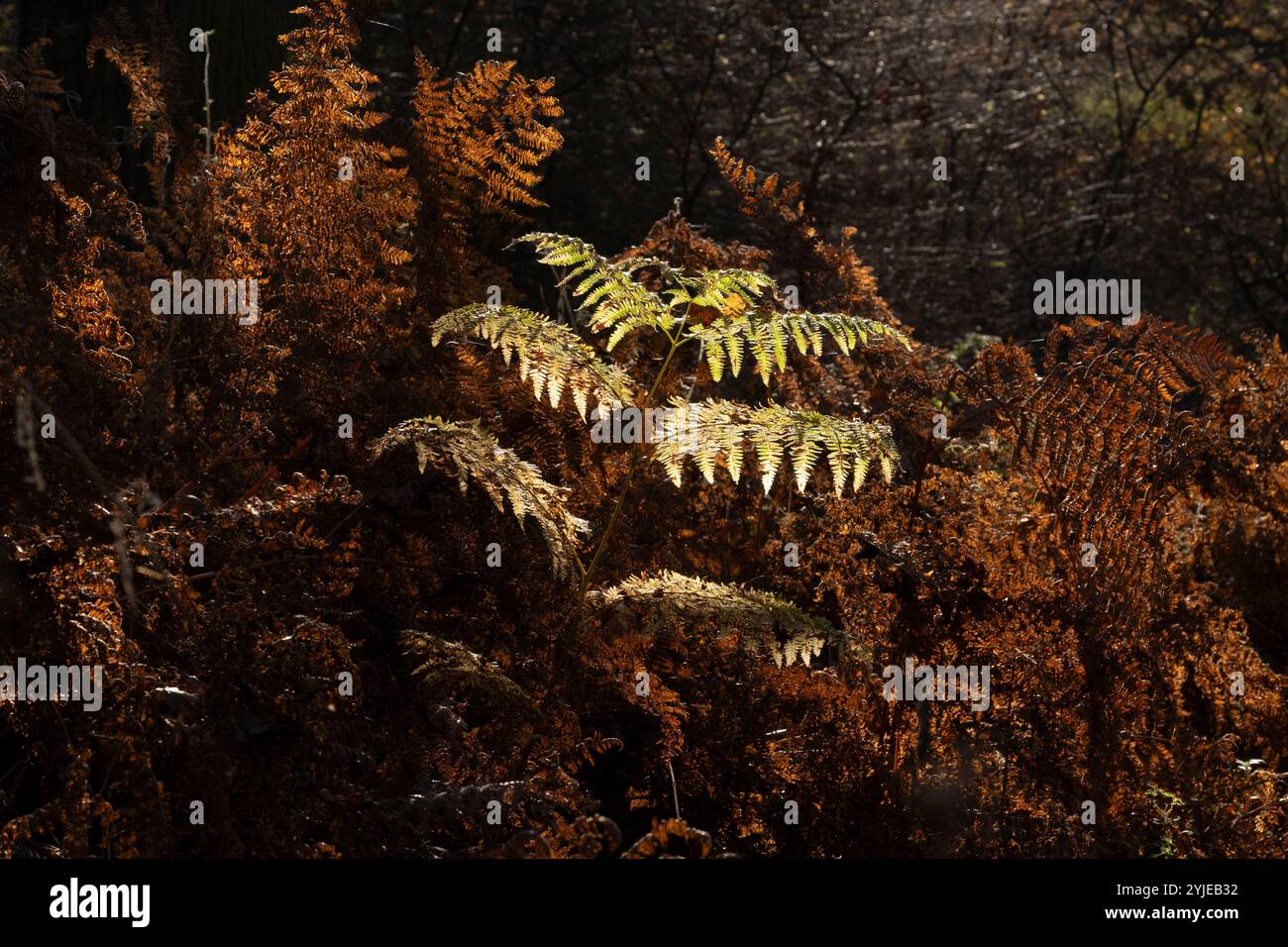 A lone common Fern still standing surrounded by bronze coloured ferns ...