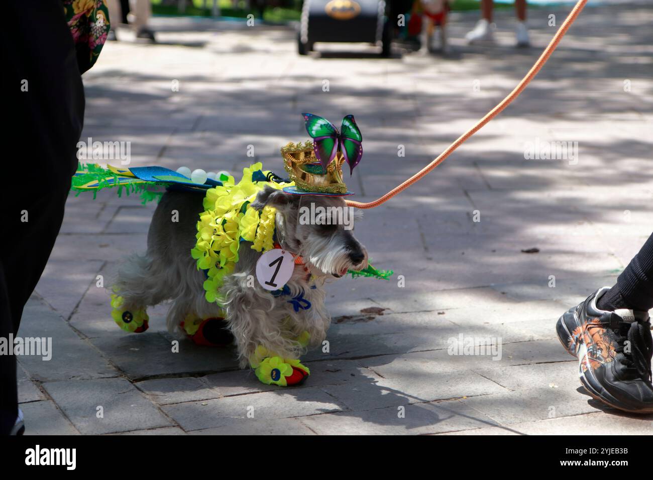 Recycled dog outfits hi-res stock photography and images - Alamy
