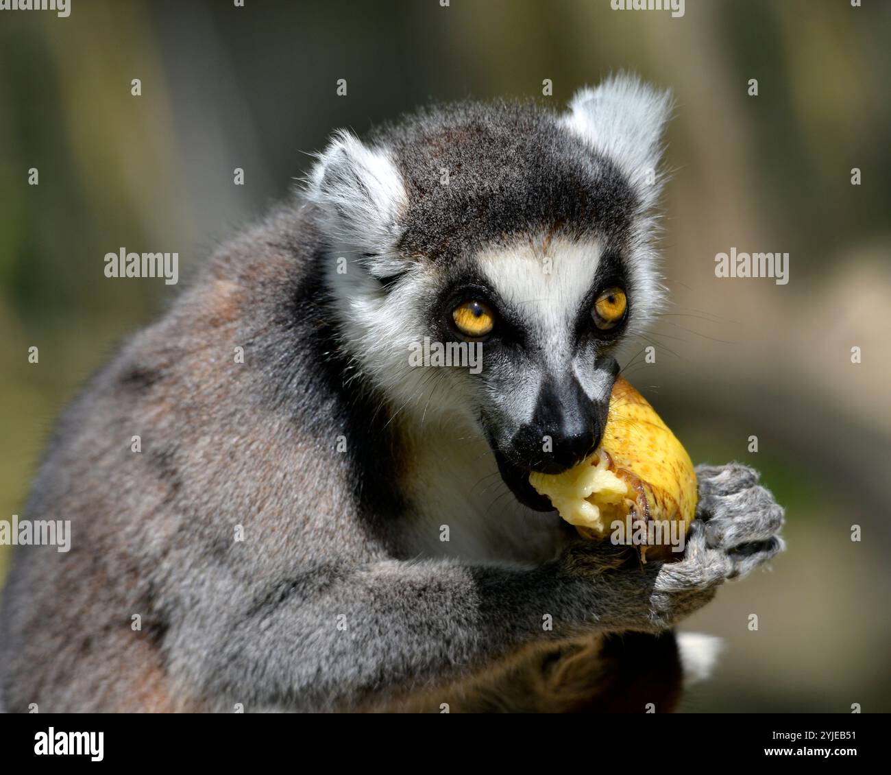 Portrait catta lemur close hi-res stock photography and images - Alamy