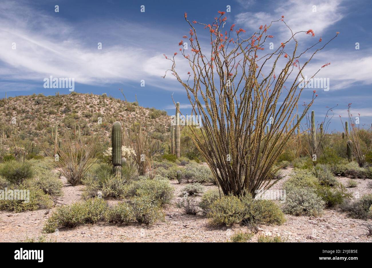 Organ Pipe Cactus National Monument is a protected area in the southern ...