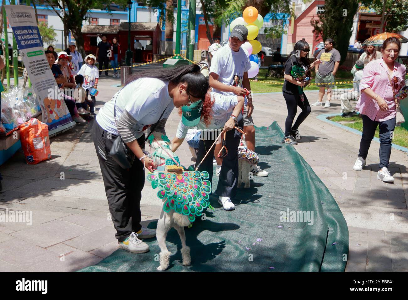Dog costume contest in Moquegua, Peru, on November 9, 2024, featuring ...