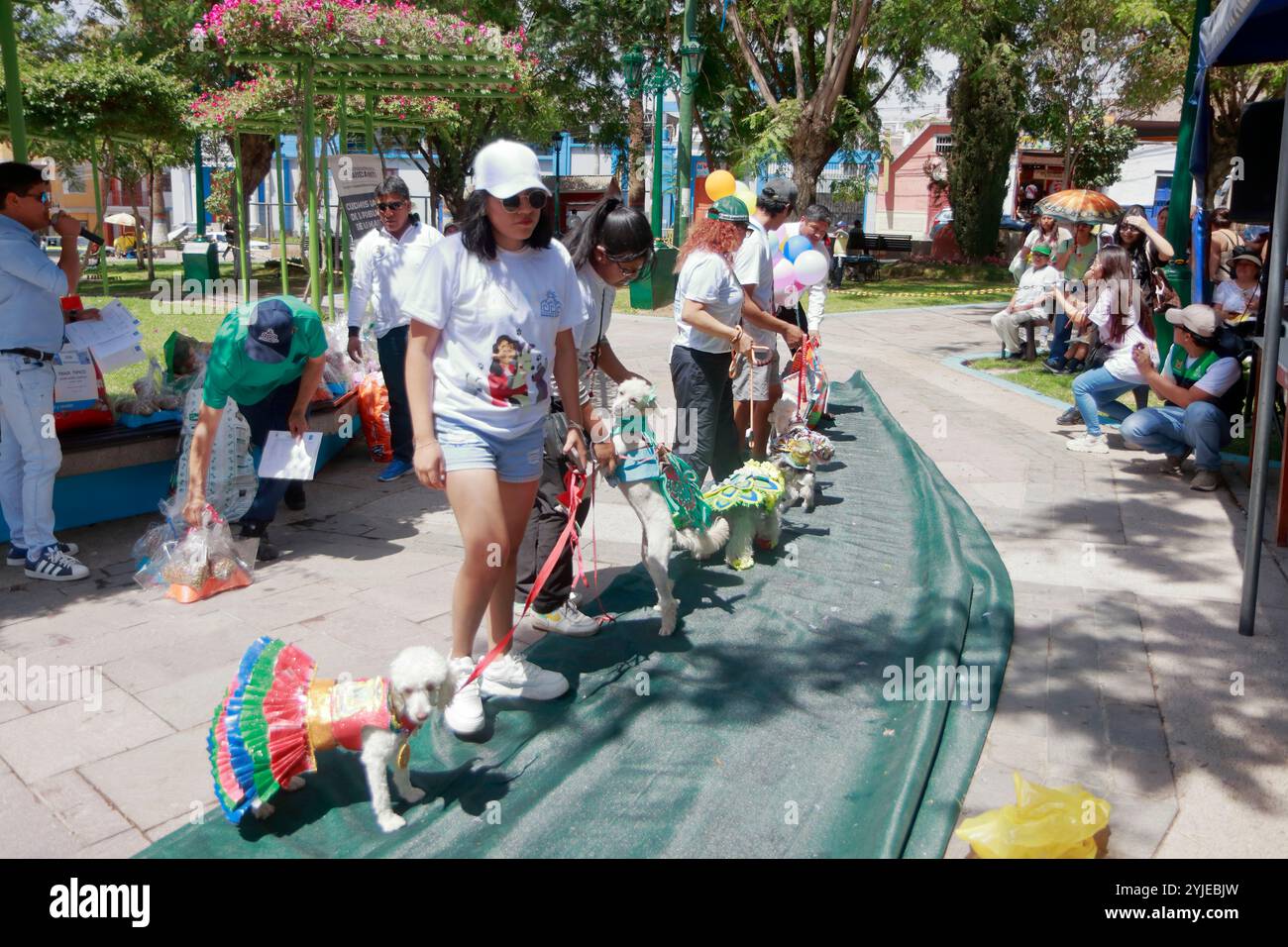 Dog costume contest in Moquegua, Peru, on November 9, 2024, featuring ...