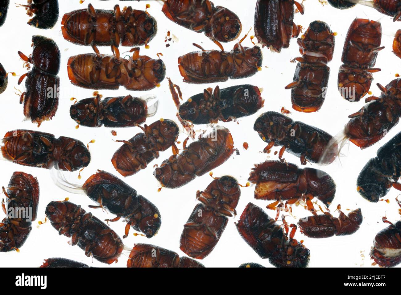 European spruce bark beetle, Ips typographus. Many dead beetles, bark ...