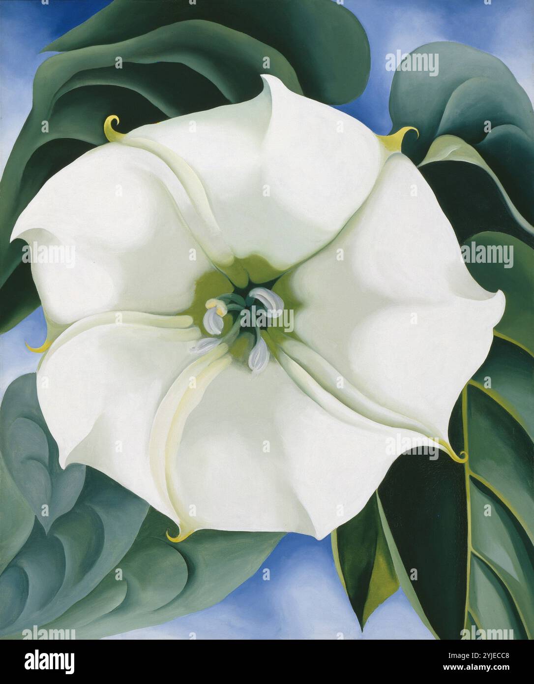Jimson weed white flower no 1 o'keeffe hi-res stock photography and ...