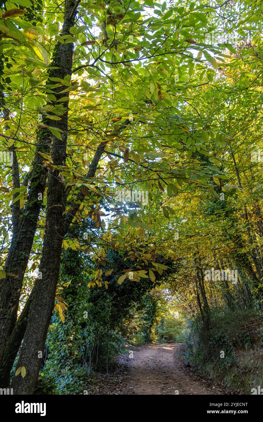 Tonos amarillo hi-res stock photography and images - Alamy