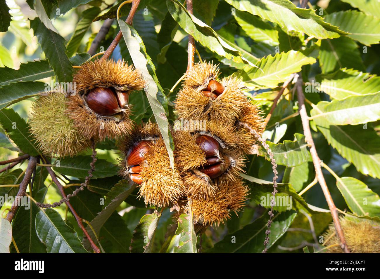 Erizos castaños hi-res stock photography and images - Alamy