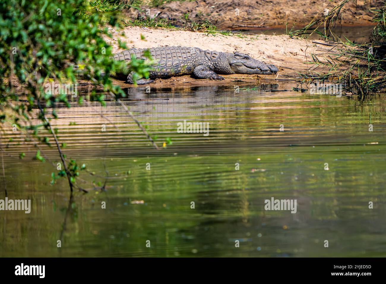 A crocodile lies on a sandy riverbank, partially hidden by foliage ...
