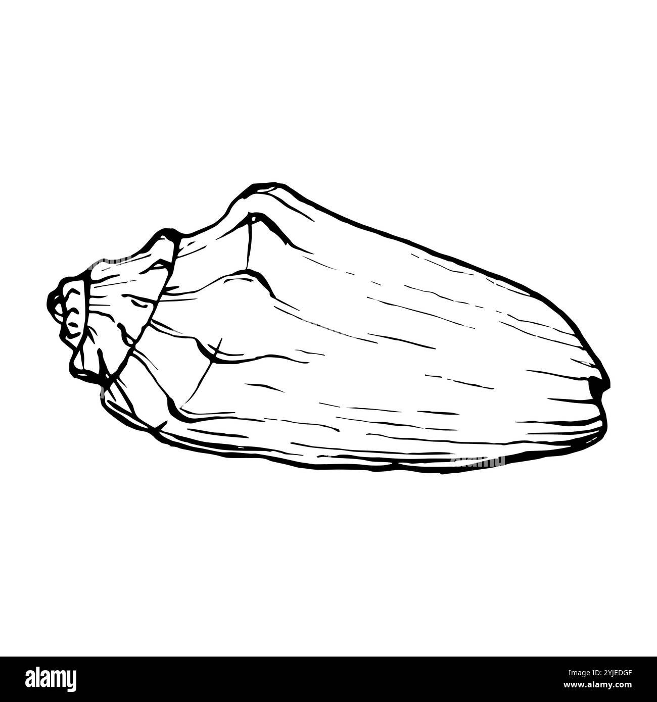 Outline drawing shell hi-res stock photography and images - Alamy