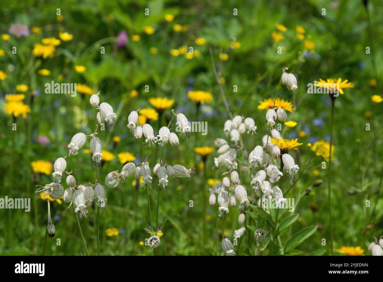 The common catchfly (Silene vulgaris) is a plant species within the ...