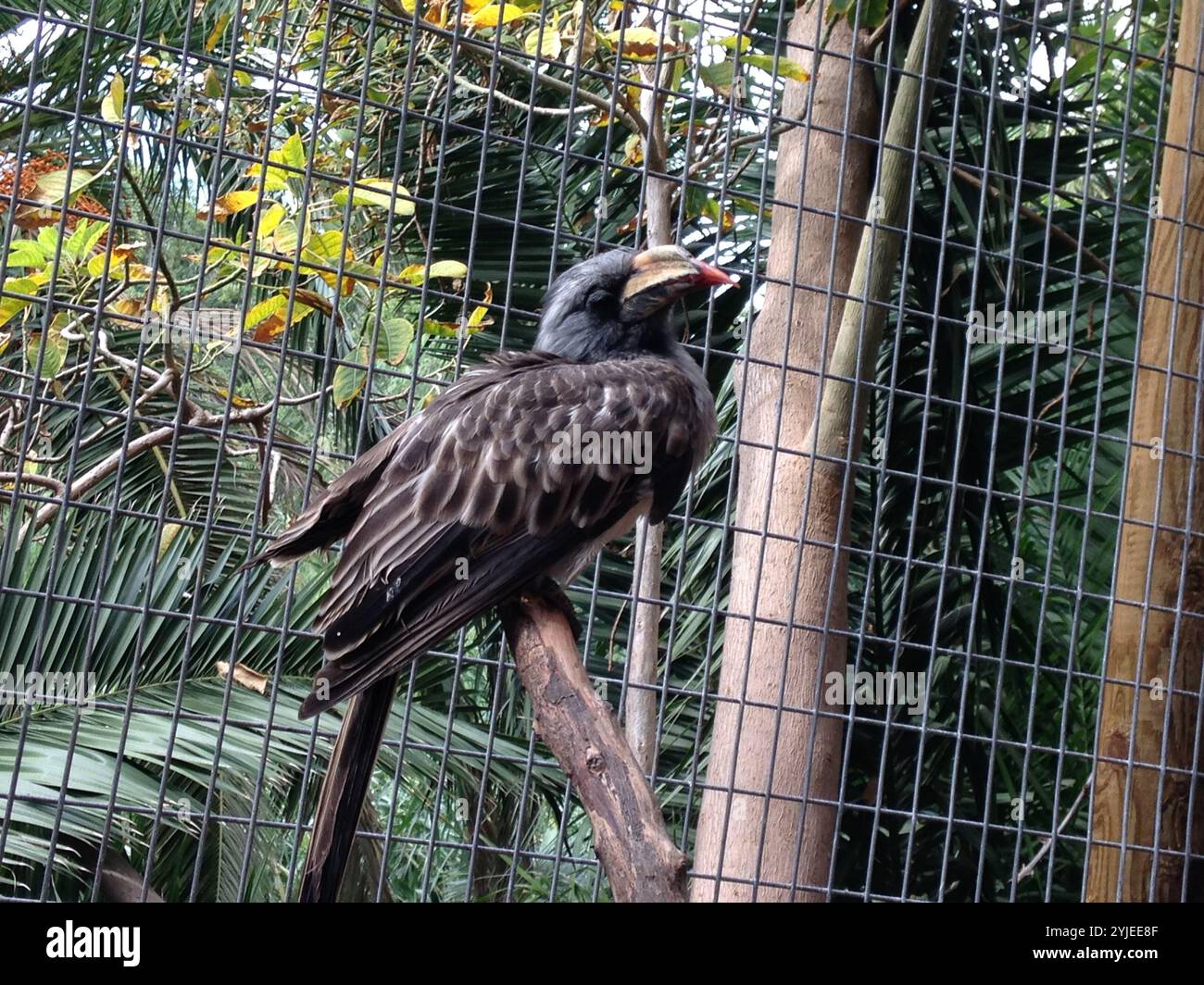 Trees foliage in zoo enclosure hi-res stock photography and images - Alamy