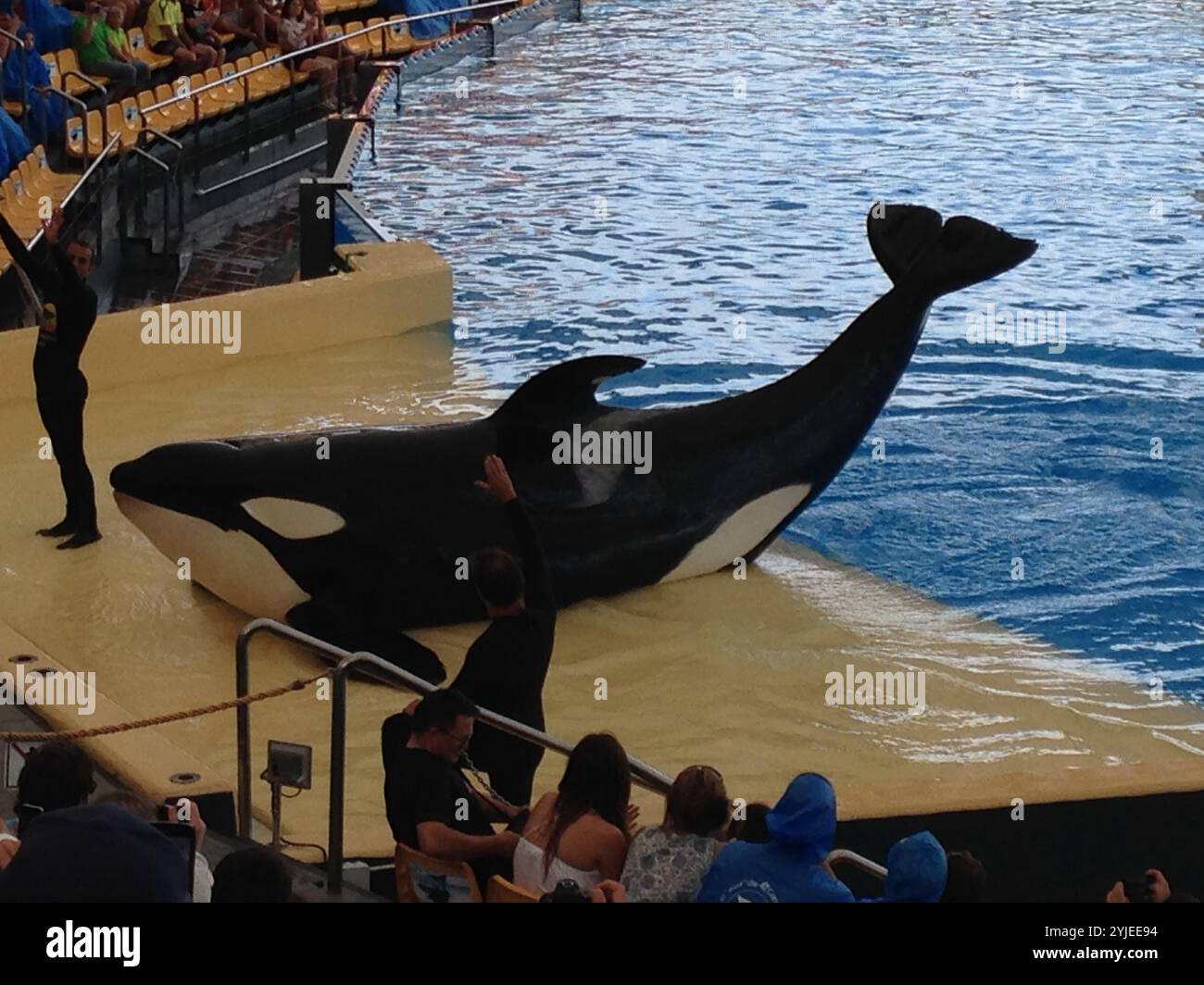 Aquatic performance hi-res stock photography and images - Alamy