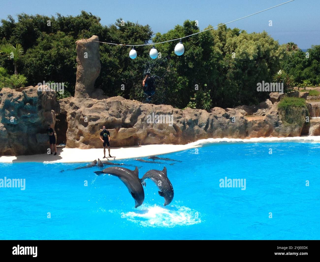 Exciting Dolphin Show at Outdoor Aquatic Park Stock Photo - Alamy