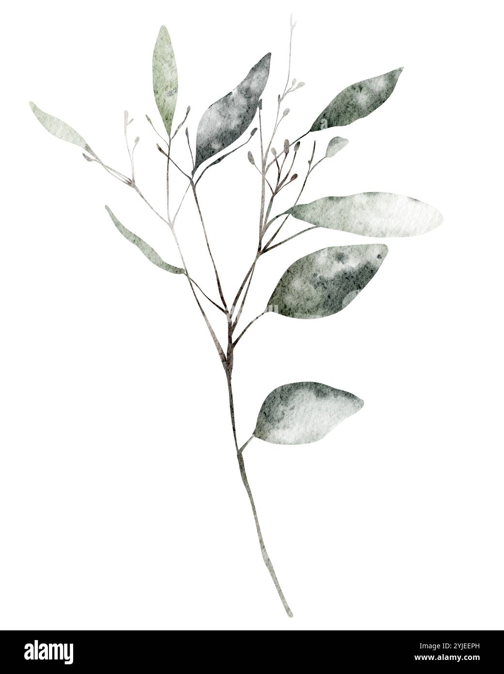 Water plants texture Cut Out Stock Images & Pictures - Alamy