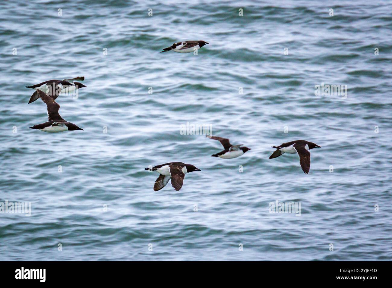 king eider ducks bird watching in the Arctic in the Hamiltonbukta on ...
