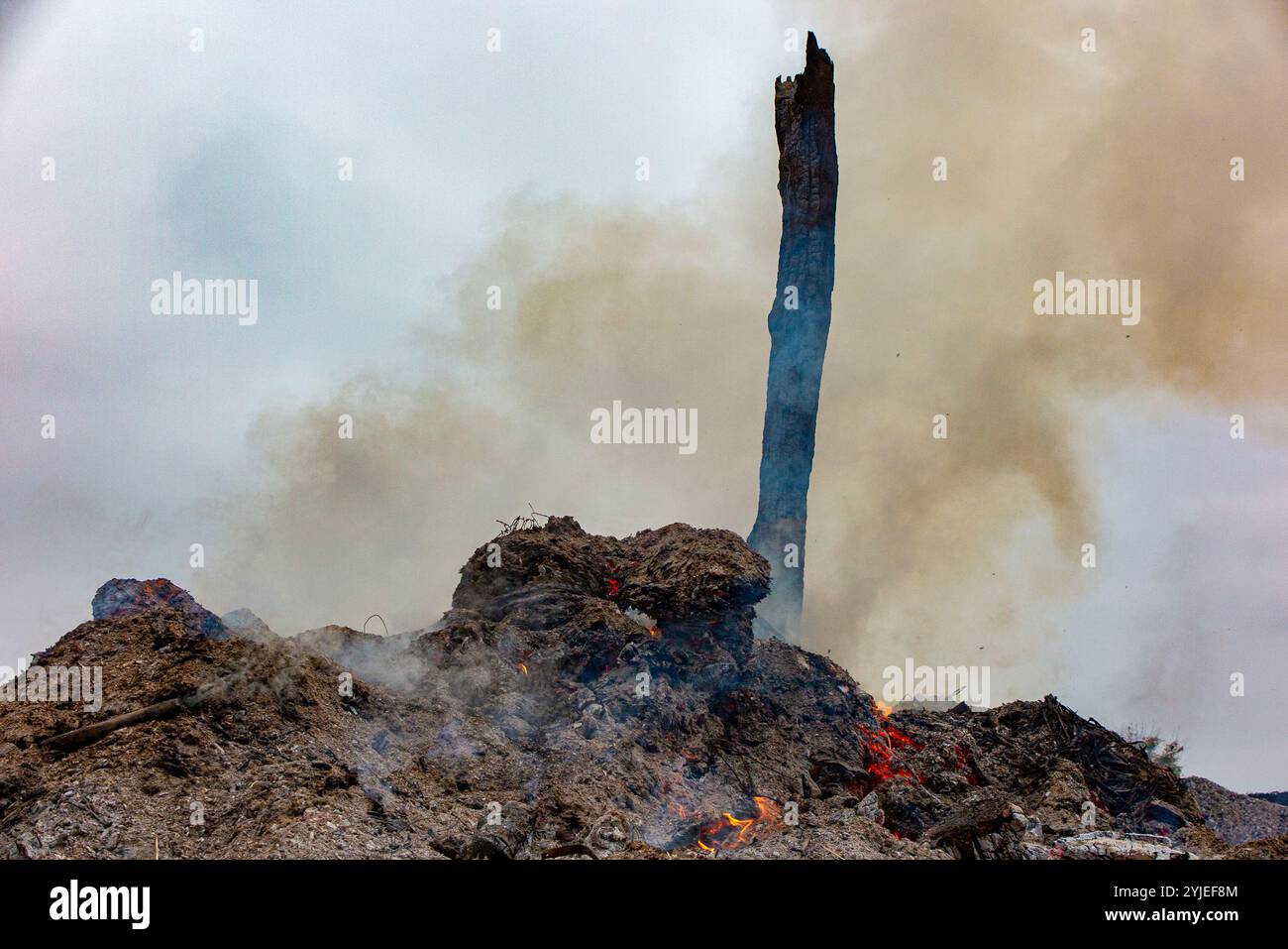 Burnt tree ashes hi-res stock photography and images - Alamy