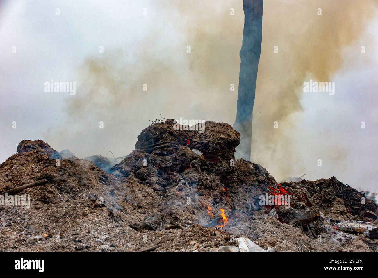 The remains of a huge fire and what looks like a dead, burnt tree ...