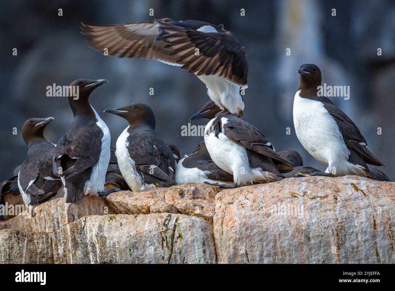 Bird watching at the Alkefjellet between Spitsbergen and Nordaustlandet ...
