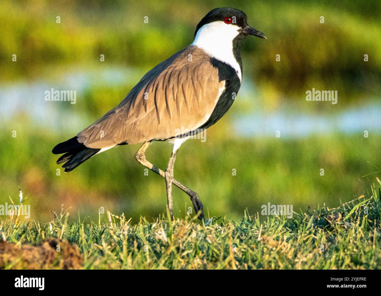 The Spur-winged Lapwing, ( Vanellus spinosus ) Akrotiri marsh. Cyprus ...