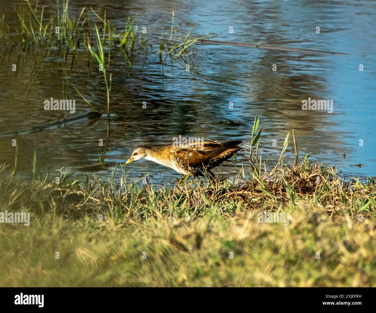 Little crake cyprus hi-res stock photography and images - Alamy
