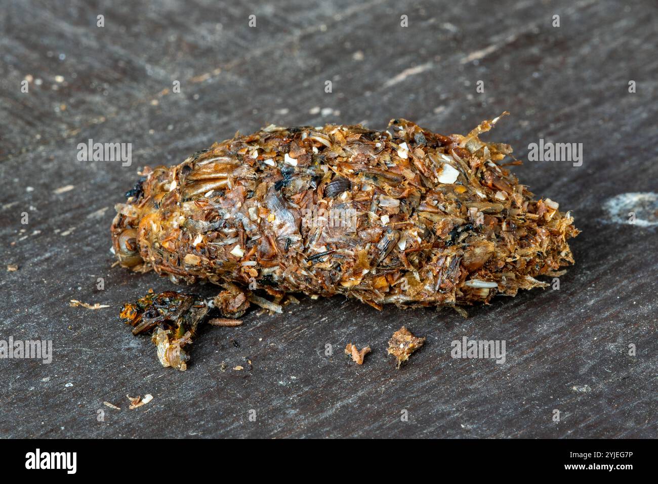 Regurgitated pellet of carrion crow (Corvus corone) close-up showing ...
