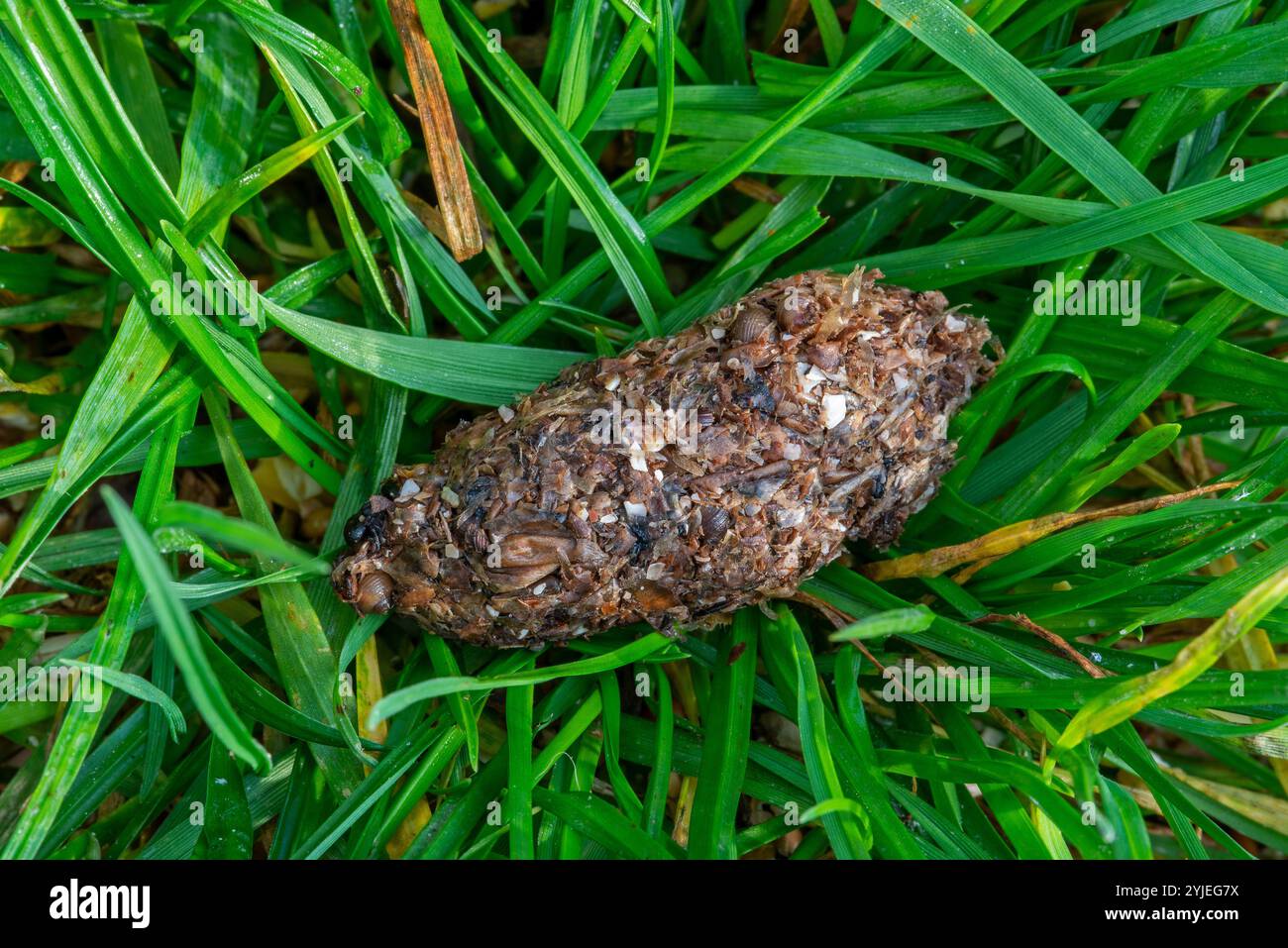 Regurgitated pellet of carrion crow (Corvus corone) close-up showing ...