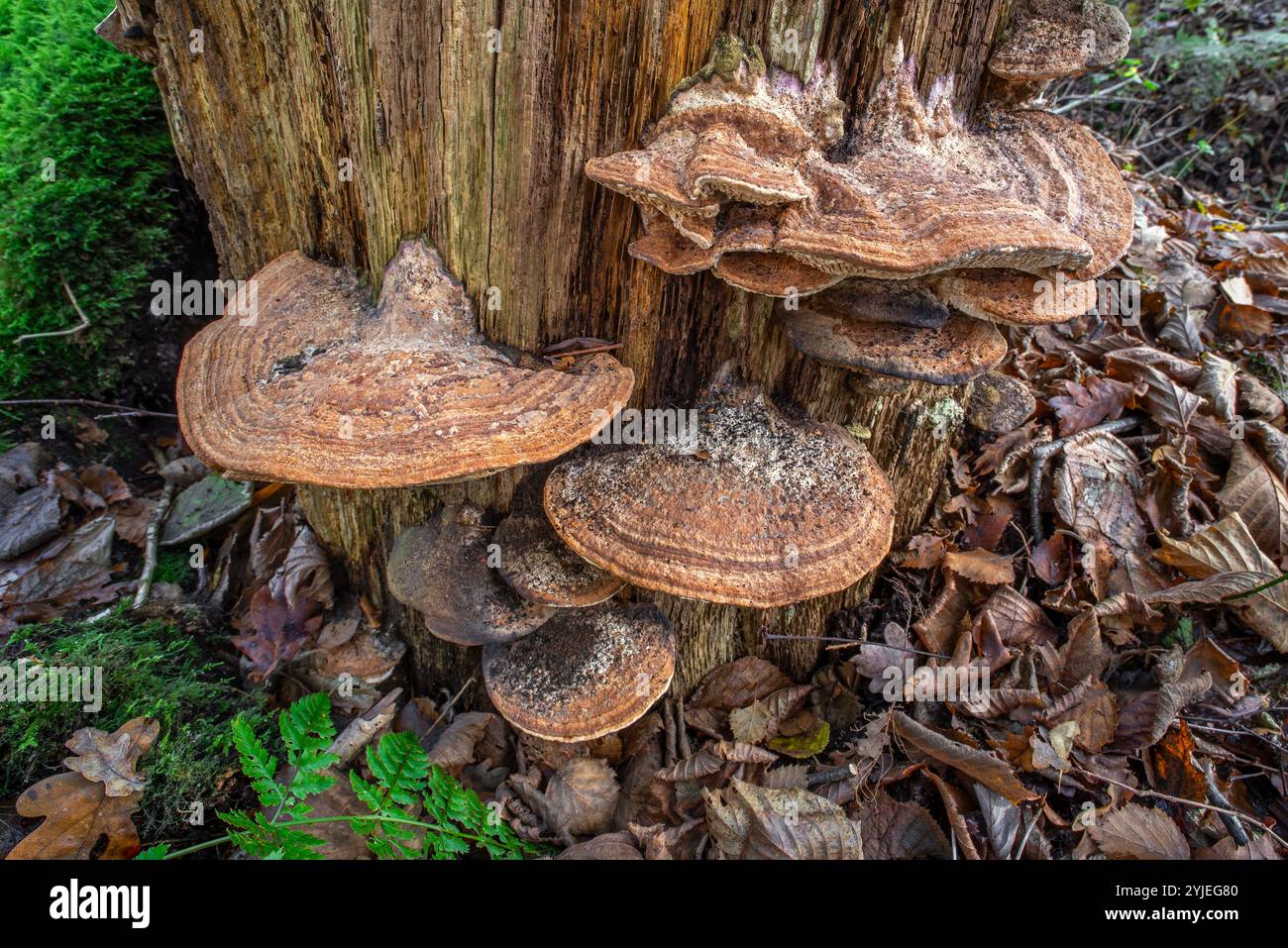 Oak mazegill / thick-walled maze polypore / maze-gill fungus / oak ...