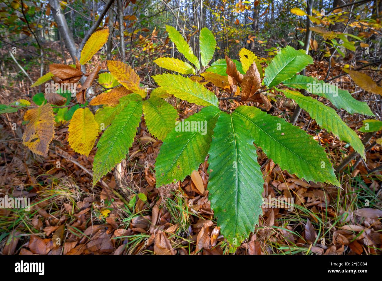 Sweet chestnut tree / Spanish chestnut (Castanea sativa) close-up of ...