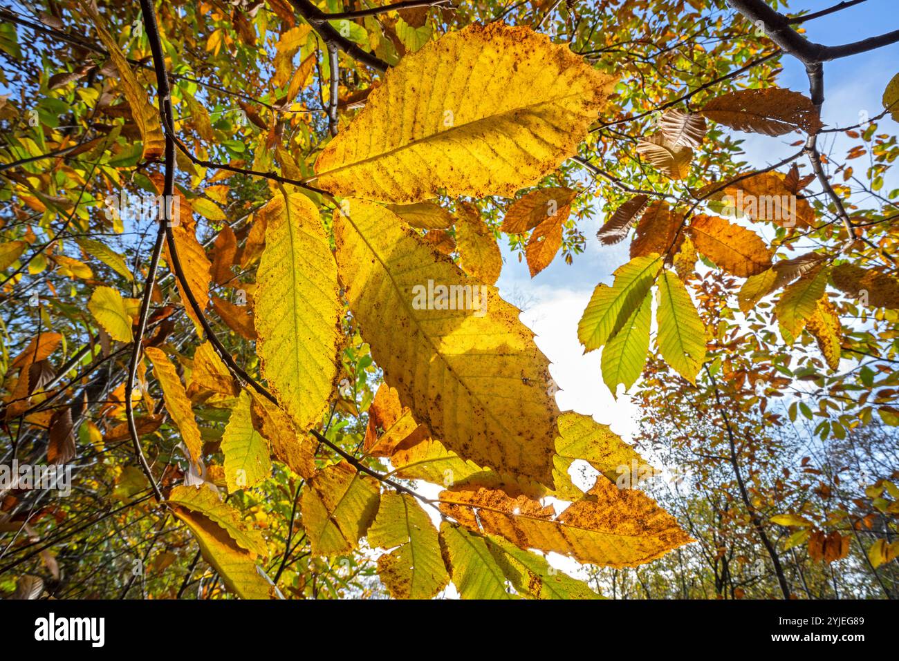 Sweet chestnut tree / Spanish chestnut (Castanea sativa) close-up of ...