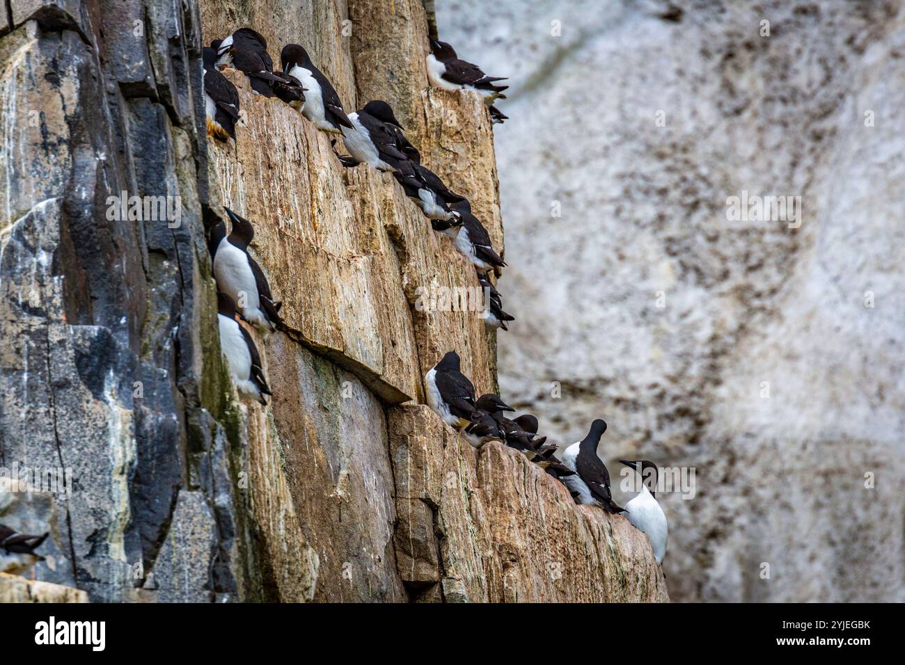 Bird watching at the Alkefjellet between Spitsbergen and Nordaustlandet ...