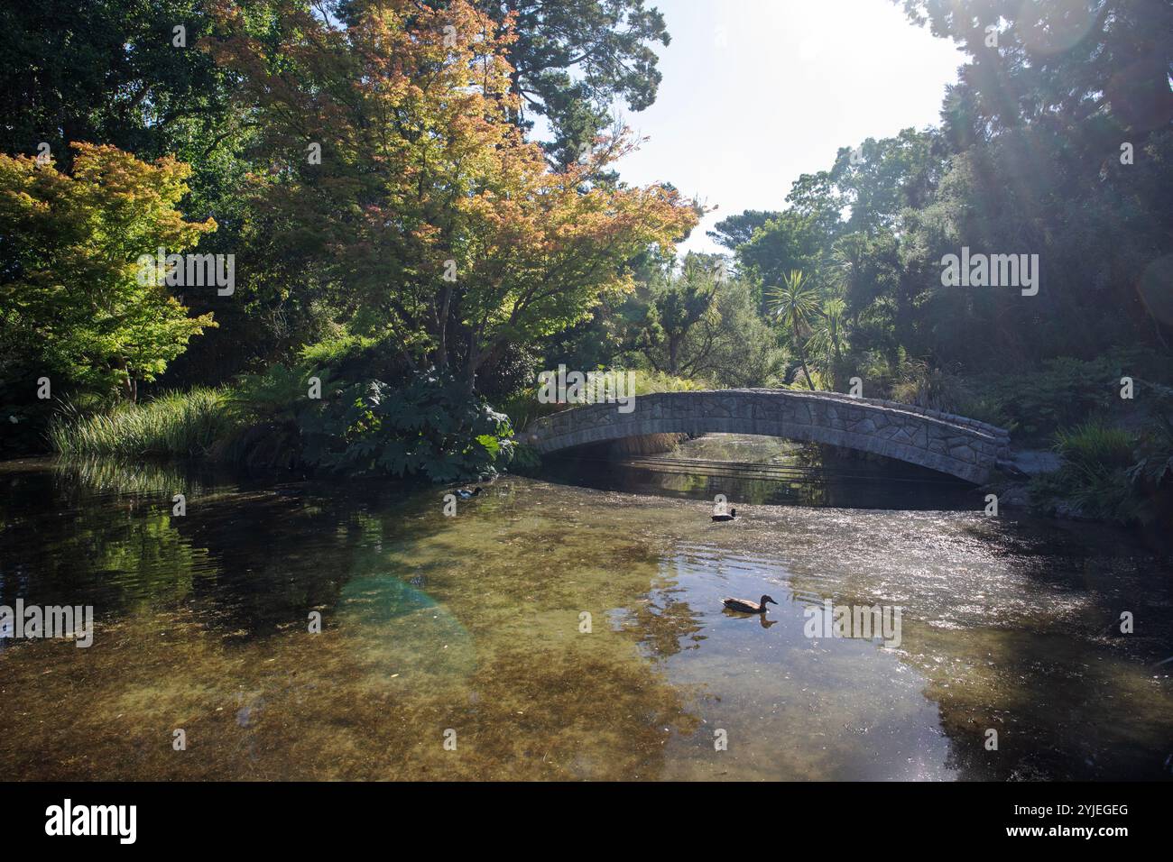 A botanical garden with an arched bridge going over a pond with ducks ...