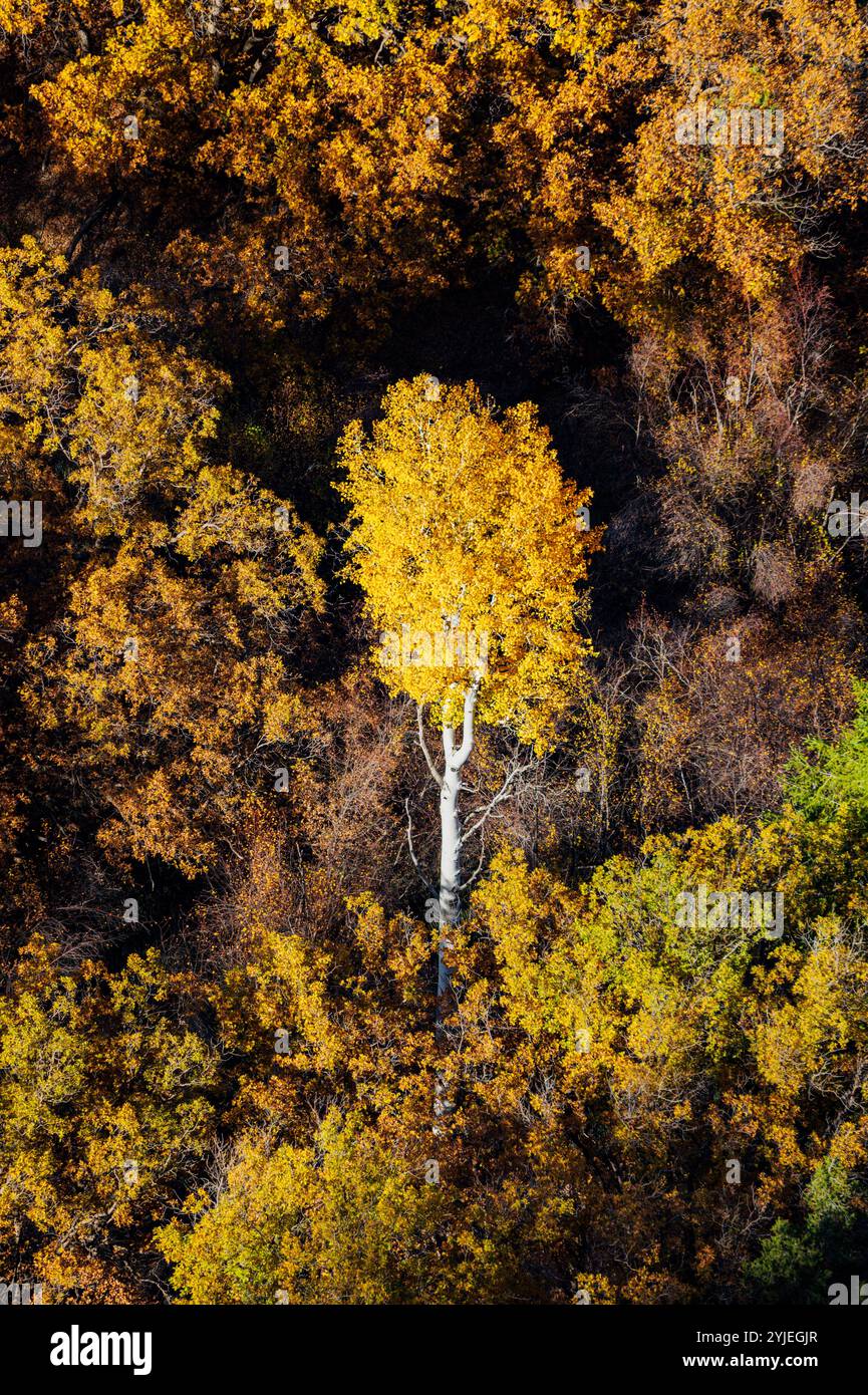 Overhead view of Aspen trees in fall color; Betatakin Canyon; Navajo ...