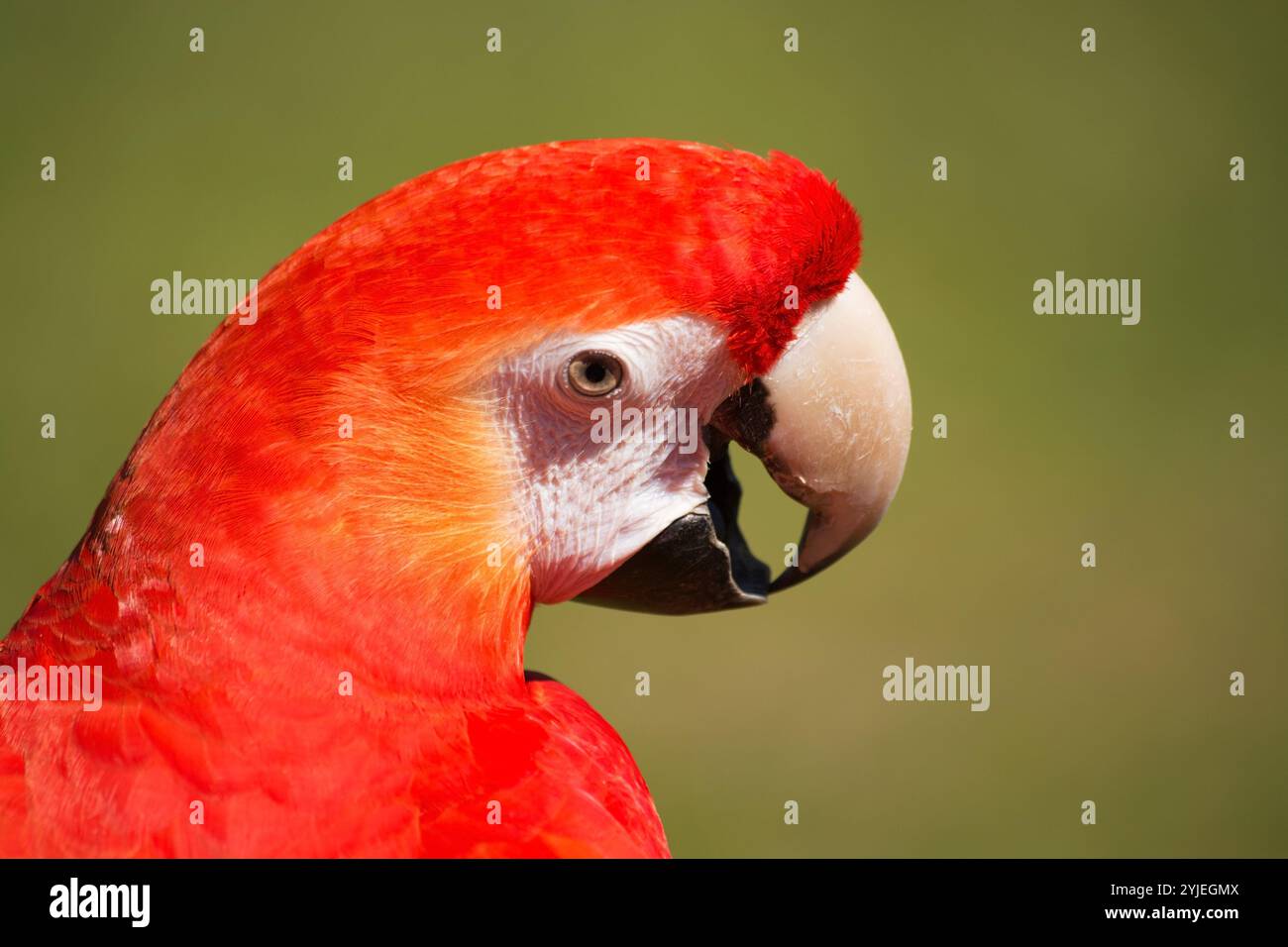Portrait of a scarlet macaw, Latin Ara macao., Portrait eines Hellroter ...