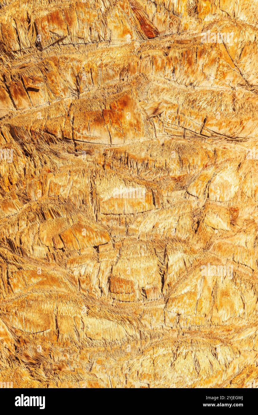 Palm tree bark tropical texture. Cracked wood texture background ...