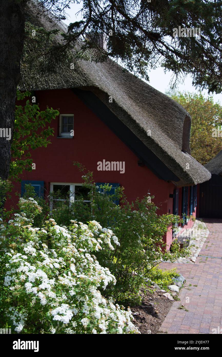 Typical house in Wustrow on the Darss, Germany., Typische Haus in ...