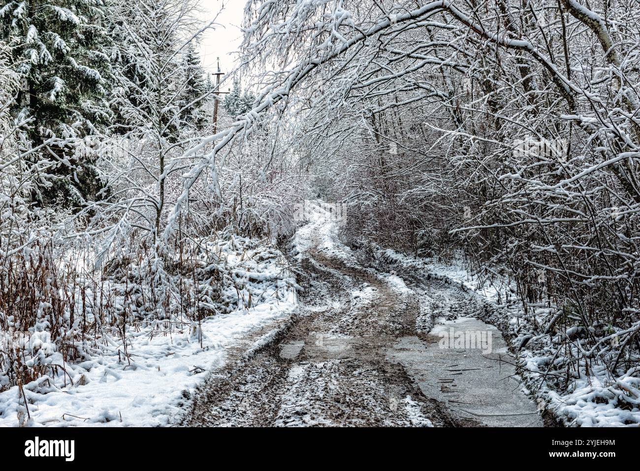 Winter soil rural road passing through the thicket of forests Stock ...