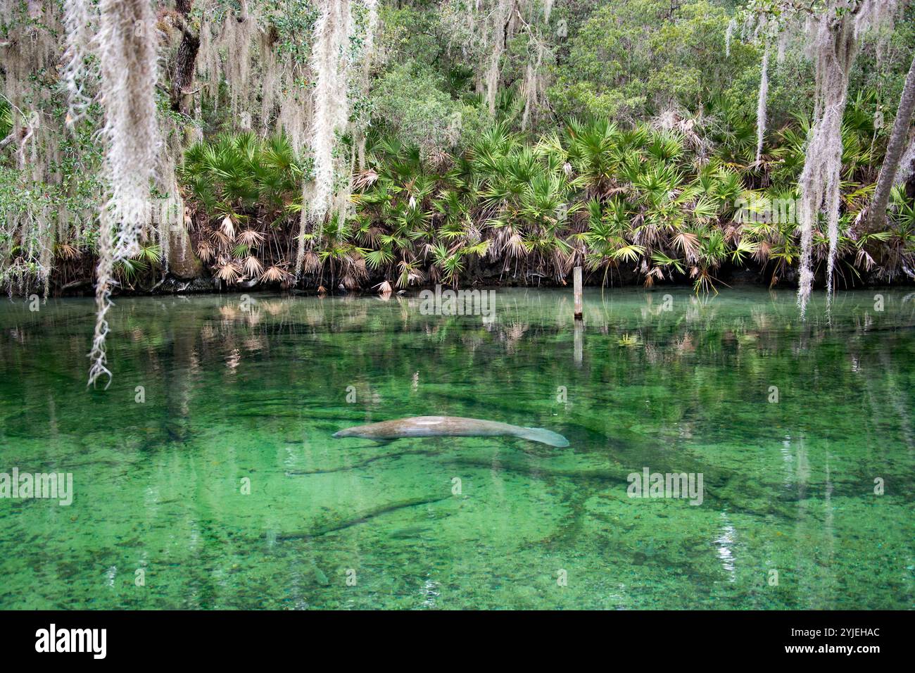 Blue Spring State Park features unique subtropical hardwood forests ...