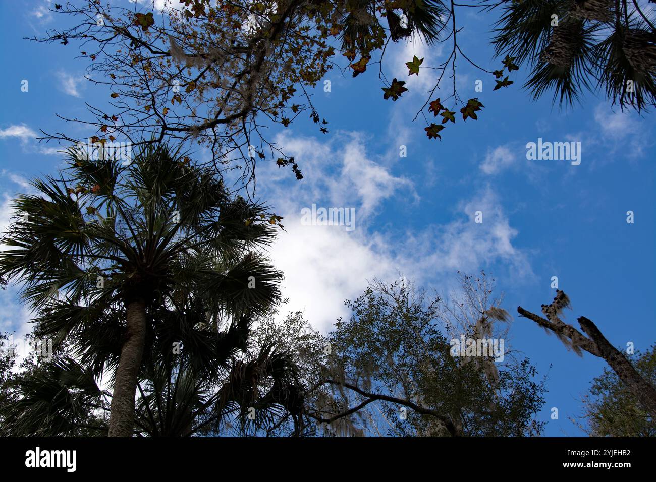 Blue Spring State Park features unique subtropical hardwood forests ...