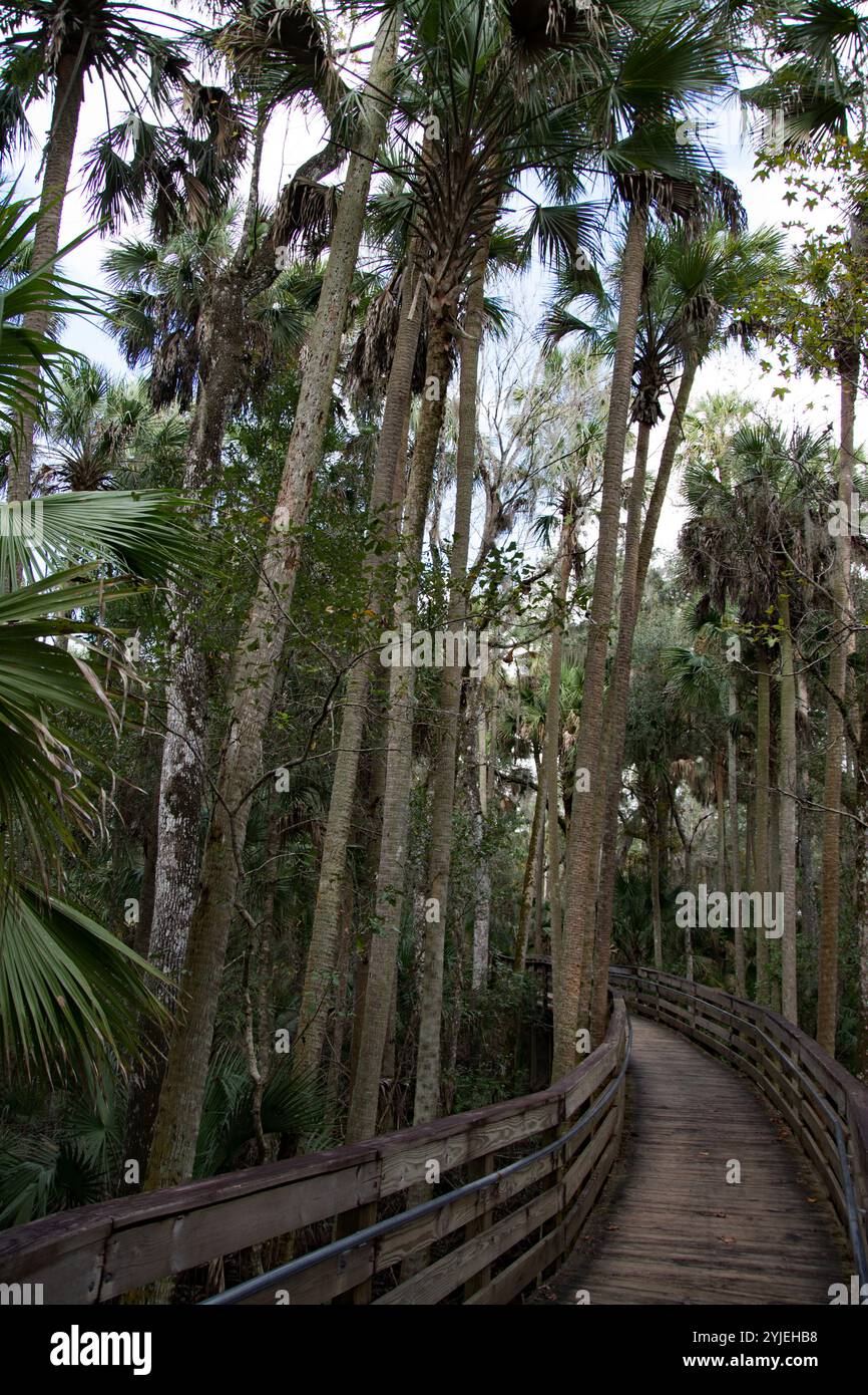 Blue Spring State Park features unique subtropical hardwood forests ...