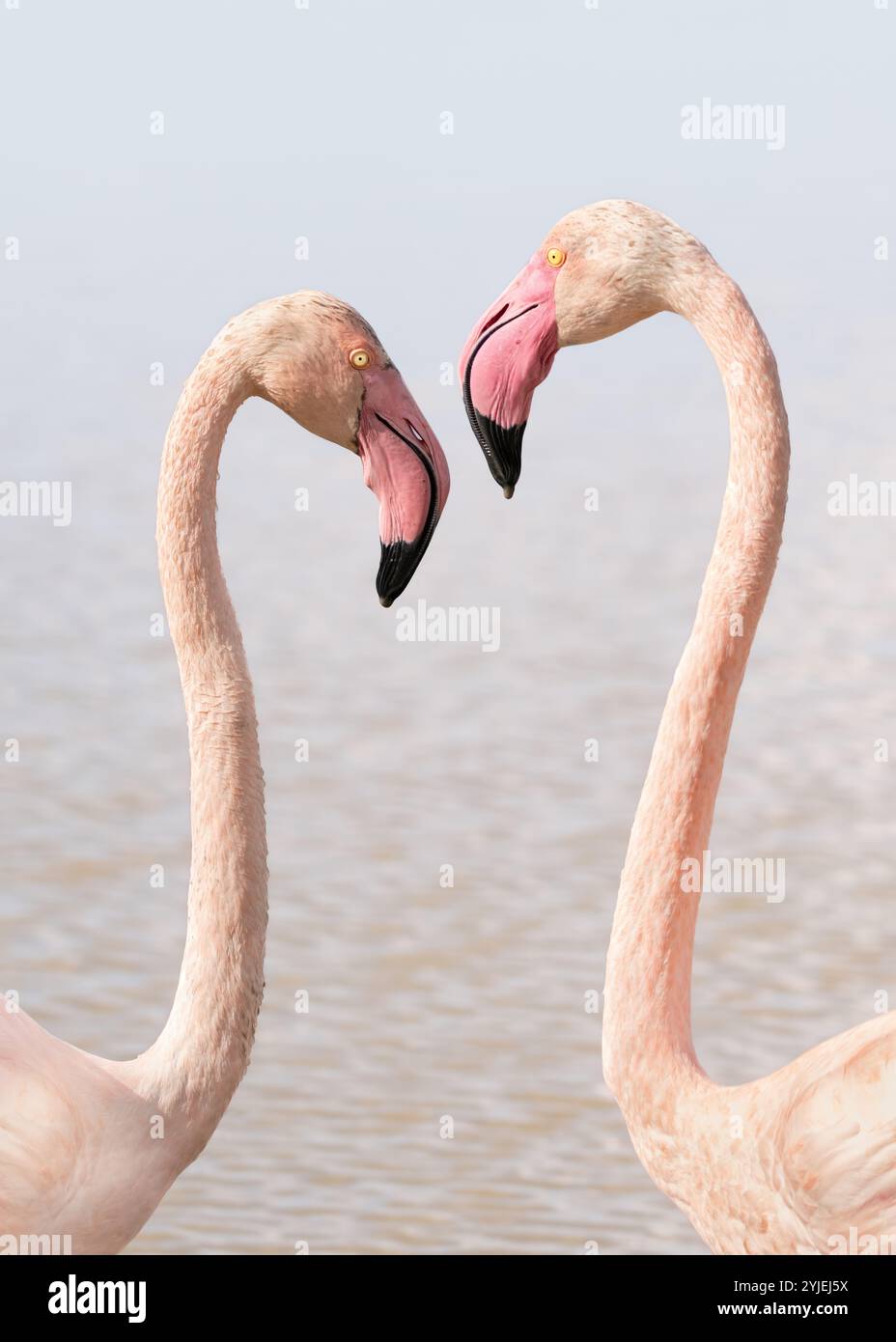 Close-up of two flamingos facing each other (Phoenicopteridae), high ...