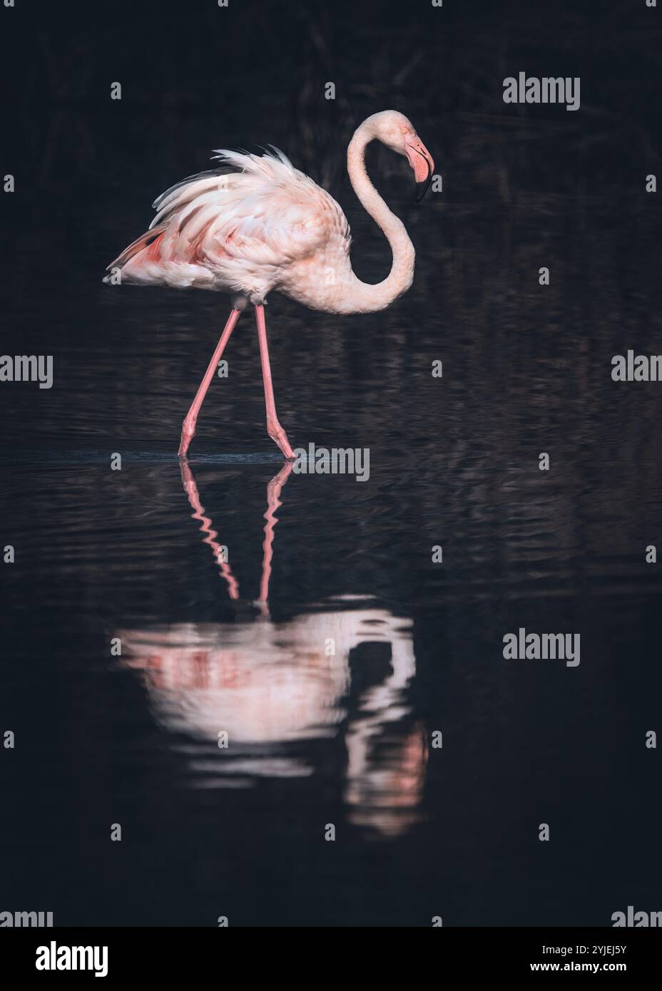 Side-view of a flamingo (Phoenicopteridae) wading through water ...