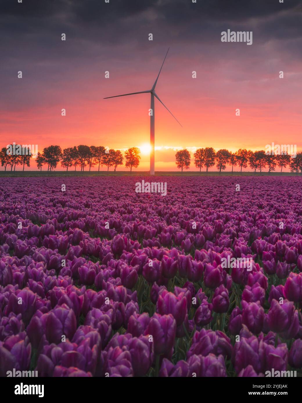 Sunrise Over Tulip Fields with Wind Turbine, Netherlands Stock Photo ...