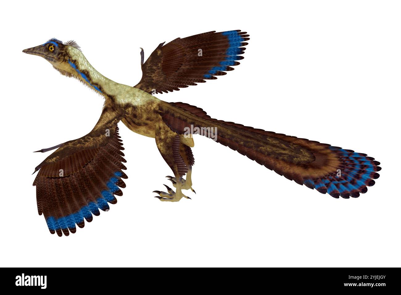 Feathered Archaeopteryx was a carnivorous Pterosaur reptile that lived ...