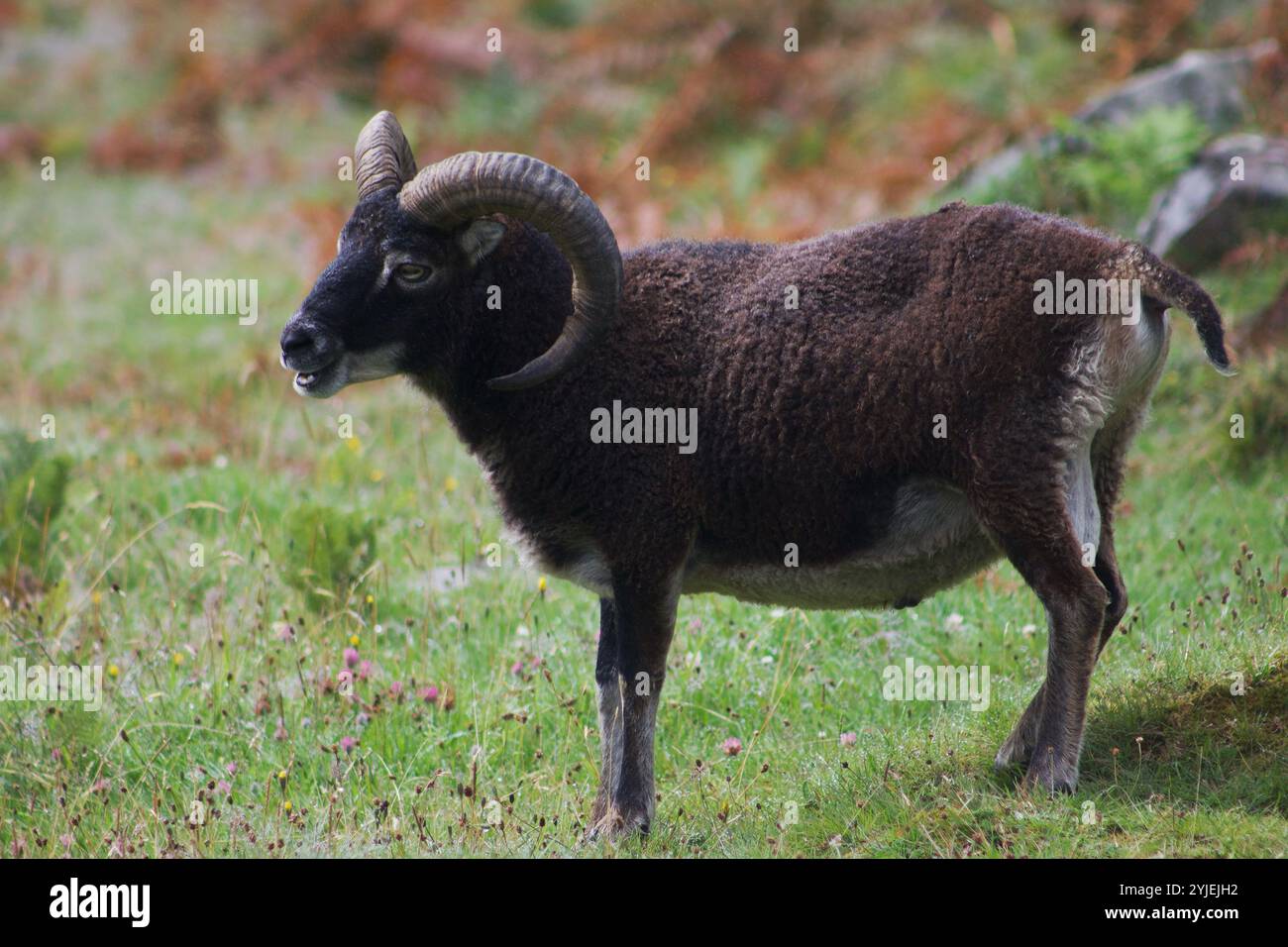 Soay sheep ram animal hi-res stock photography and images - Alamy