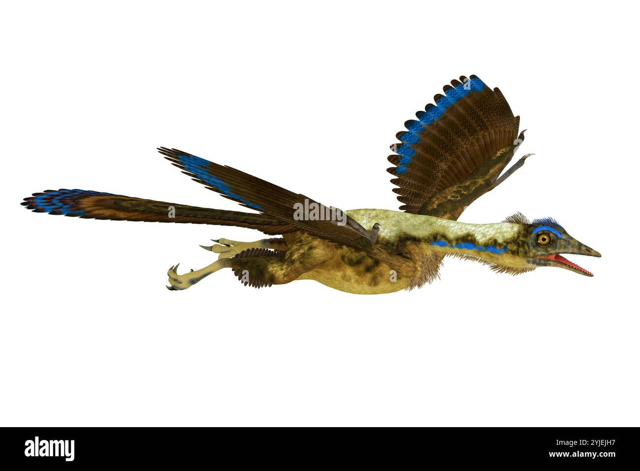 Feathered Archaeopteryx was a carnivorous Pterosaur reptile that lived ...